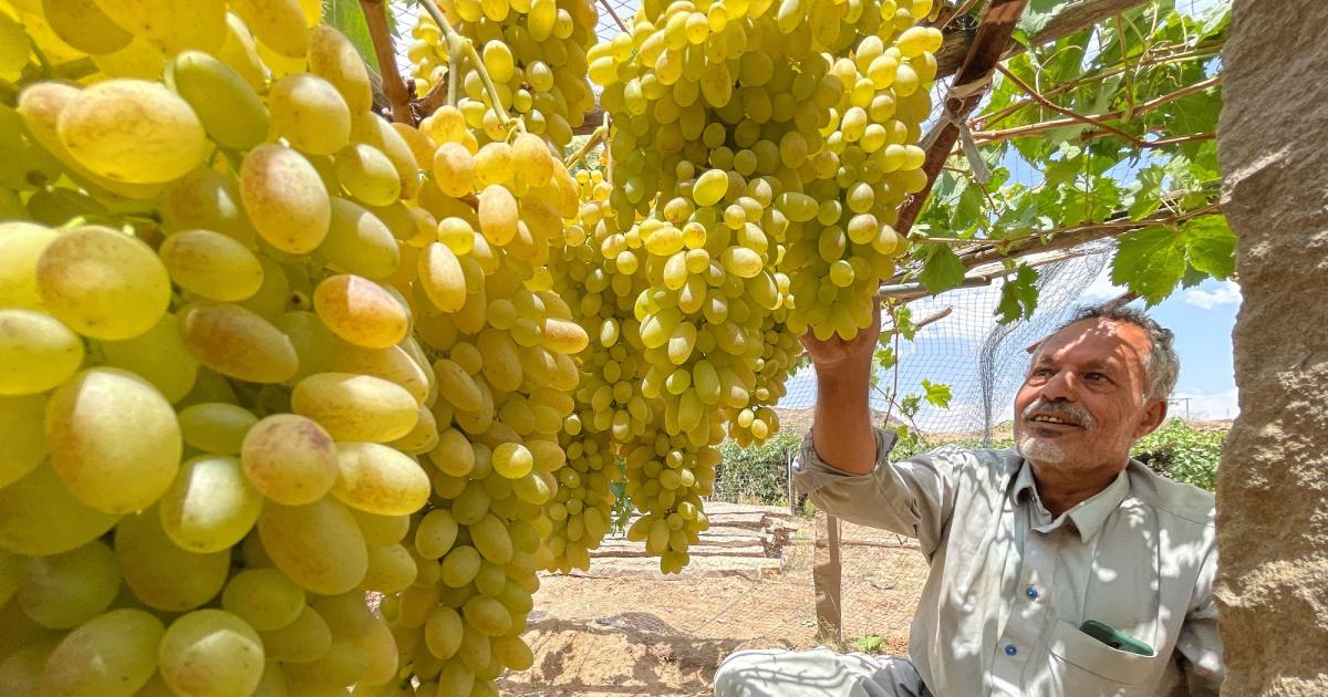 گاجر ہی نہیں انگور بھی آنکھوں کے لیے مفید: تحقیق | Independent Urdu